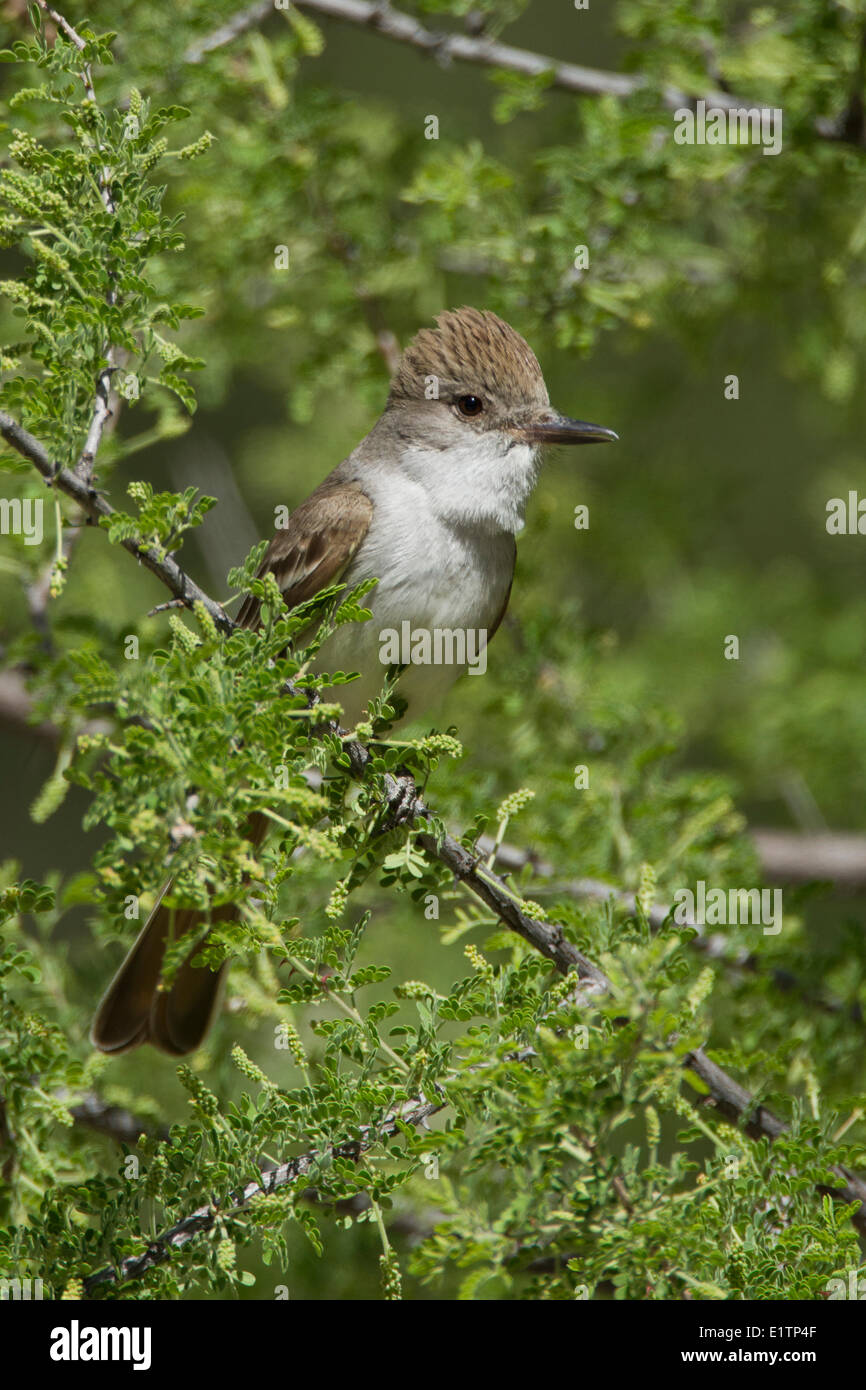 Ash-throated Flycatcher, Myiarchus cinerascens, Arizona, USA Stock ...