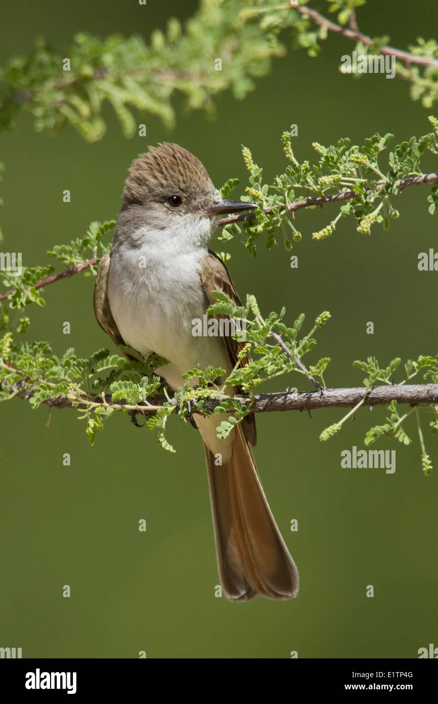 Ash-throated Flycatcher, Myiarchus cinerascens, Arizona, USA Stock ...