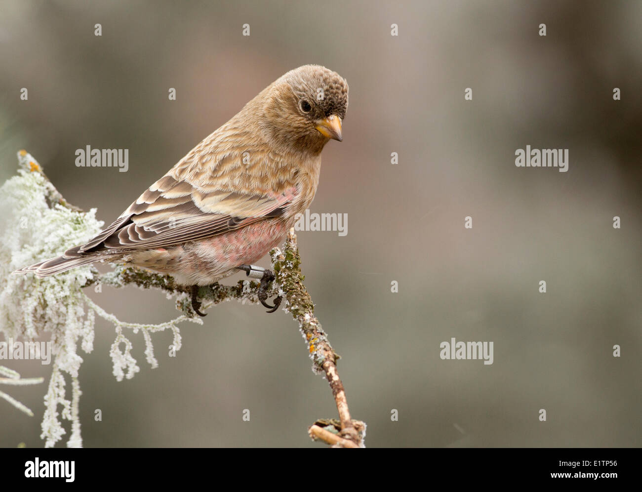 Brown Capped Rosy Finch, Leucosticte australis, Sandia Crest ...