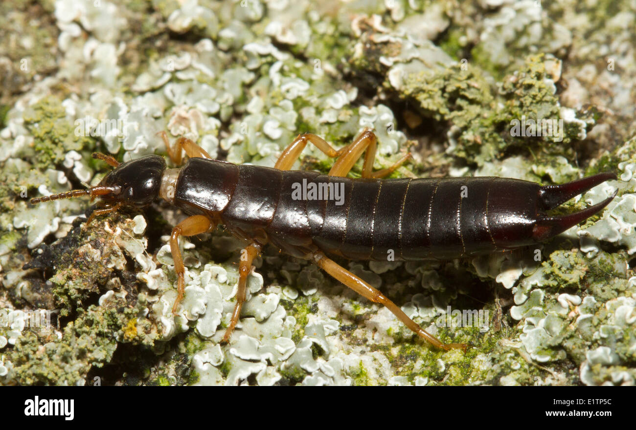 Earwig hi-res stock photography and images - Alamy