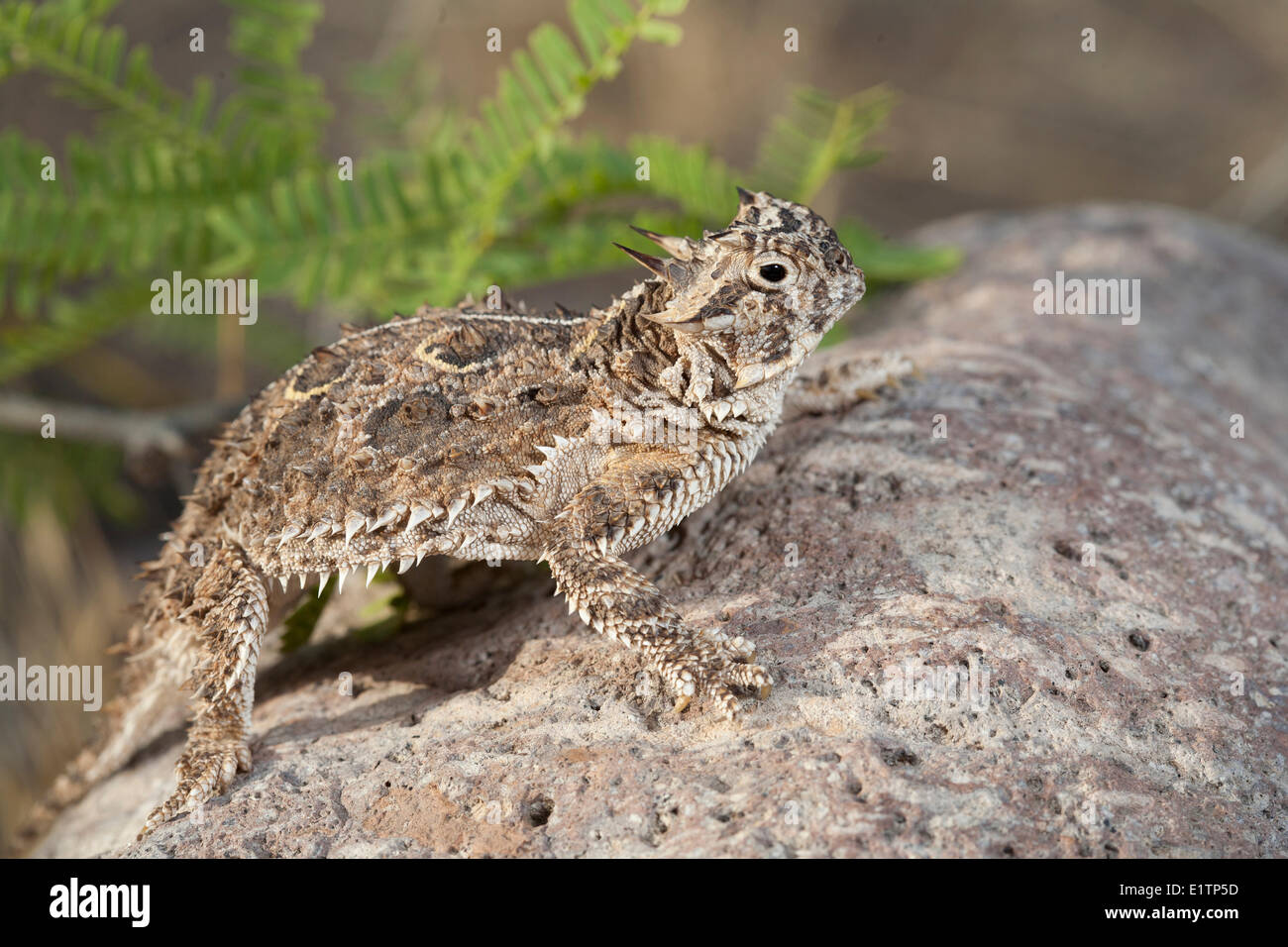 Texas Horned Lizard, Phrynosoma cornutum, Arizona, USA Stock Photo - Alamy