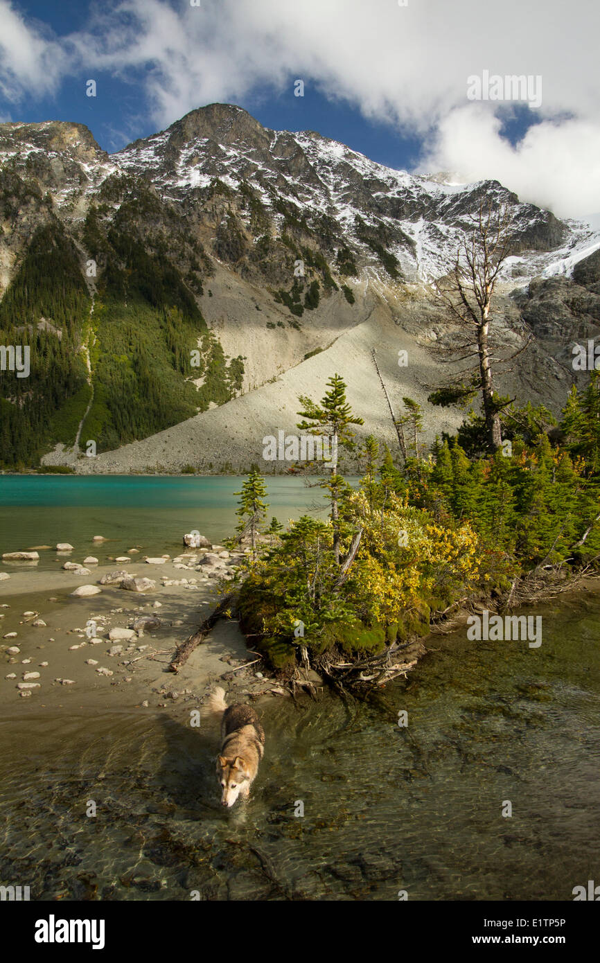 Hiking with dog, Duffy Lake, Pemberton area, BC, Canada Stock Photo - Alamy
