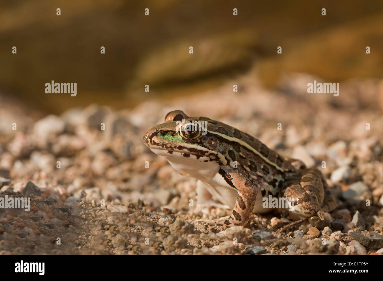 Ramsey canyon leopard frog hi-res stock photography and images - Alamy
