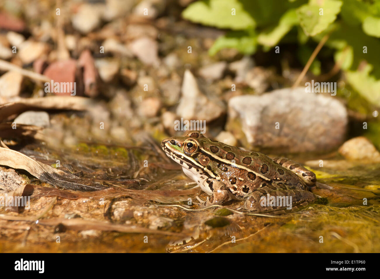 Subaquavocalis hi-res stock photography and images - Alamy