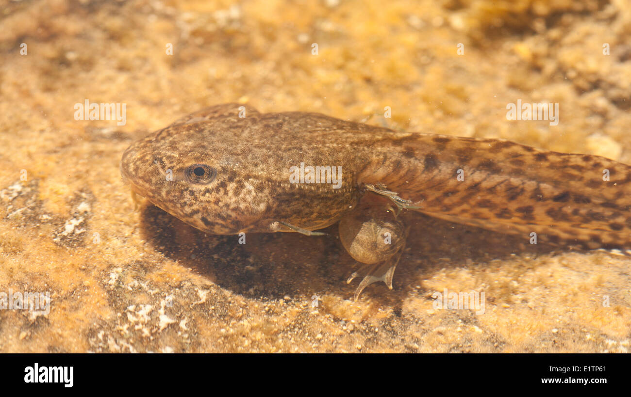 Leapord frog tadpole hi-res stock photography and images - Alamy