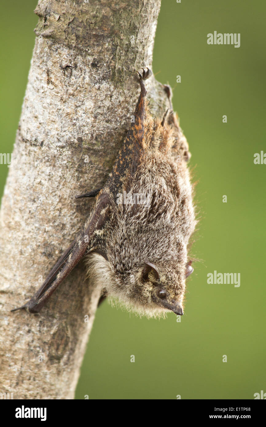 Species of bats hi-res stock photography and images - Alamy