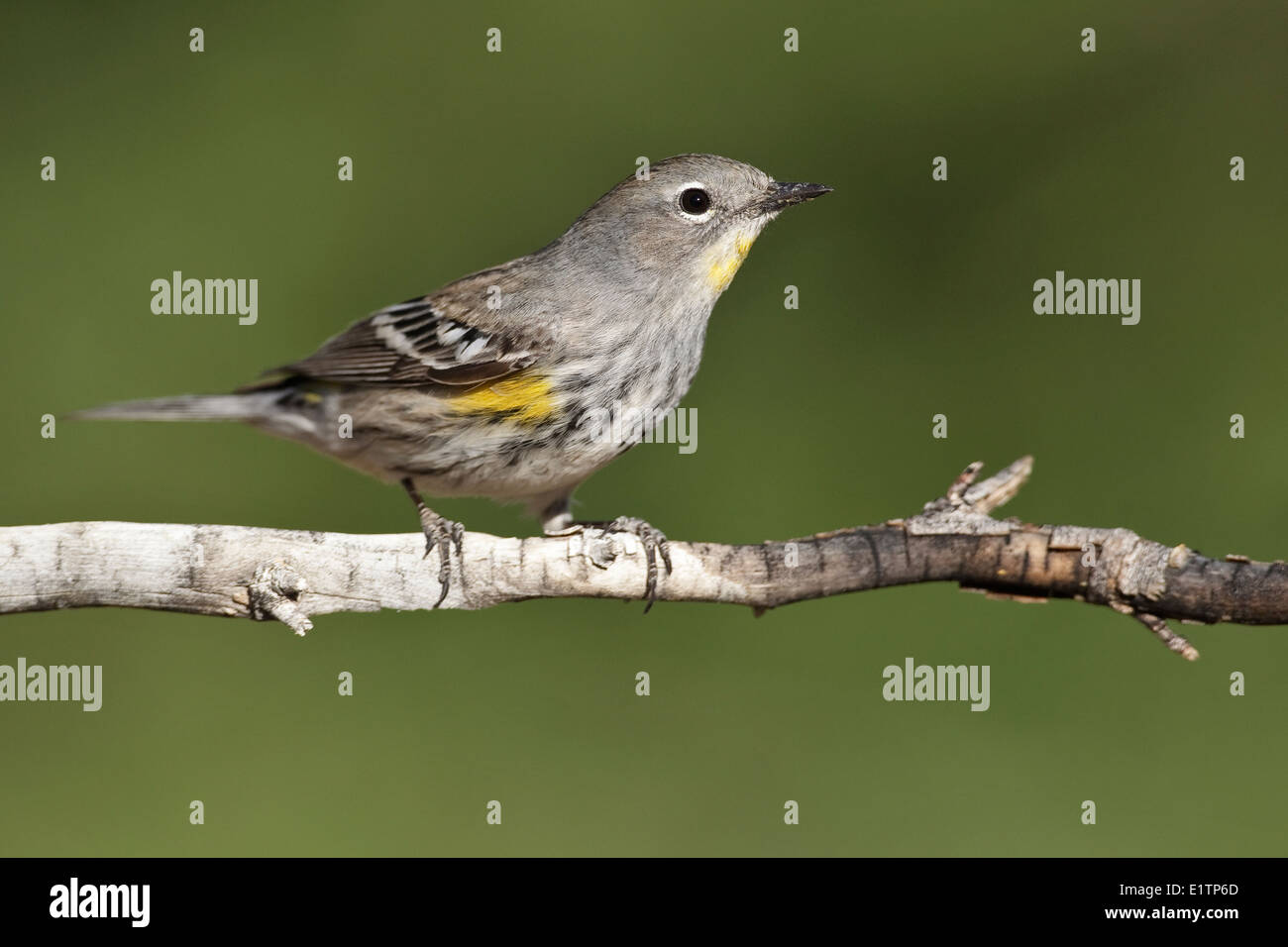 Yellow-rumped Warbler - Setophaga coronata (Audubon's) - Adult female ...