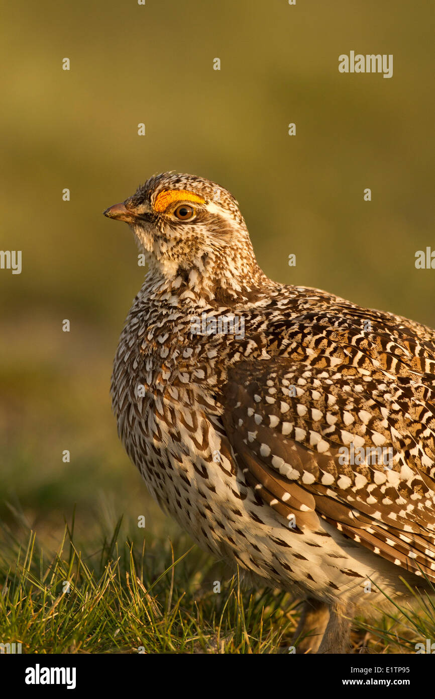 Sharp-tailed Grouse, Tympanuchus phasianellus, Kamloops, BC, Canada ...