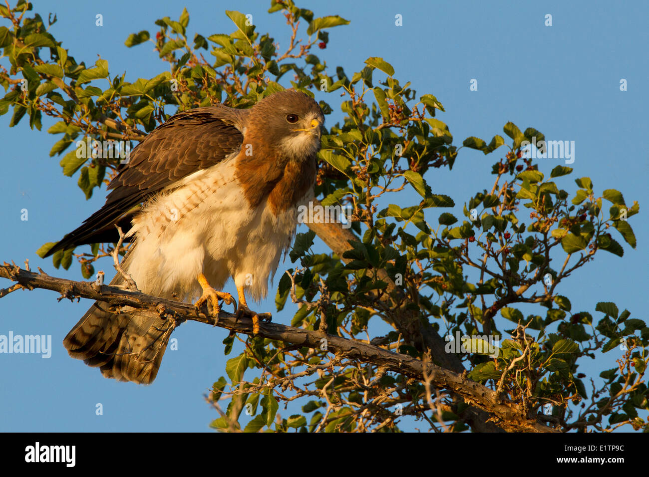 Arizona hawk hi-res stock photography and images - Alamy