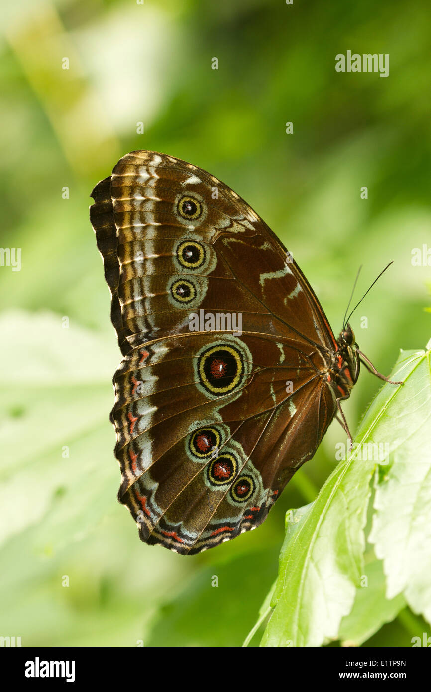 Tropical butterfly species hi-res stock photography and images - Alamy