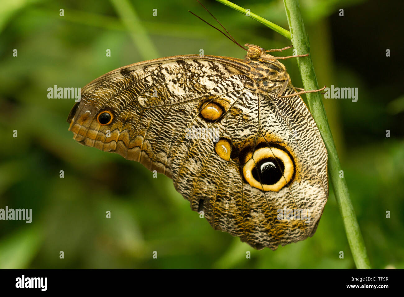 Owl Butterfly, Caligo sp, Mindo, Ecuador Stock Photo - Alamy