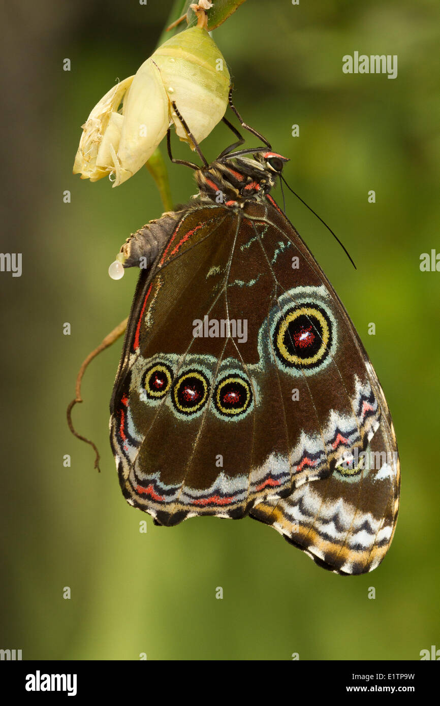 Tropical butterfly species hi-res stock photography and images - Alamy