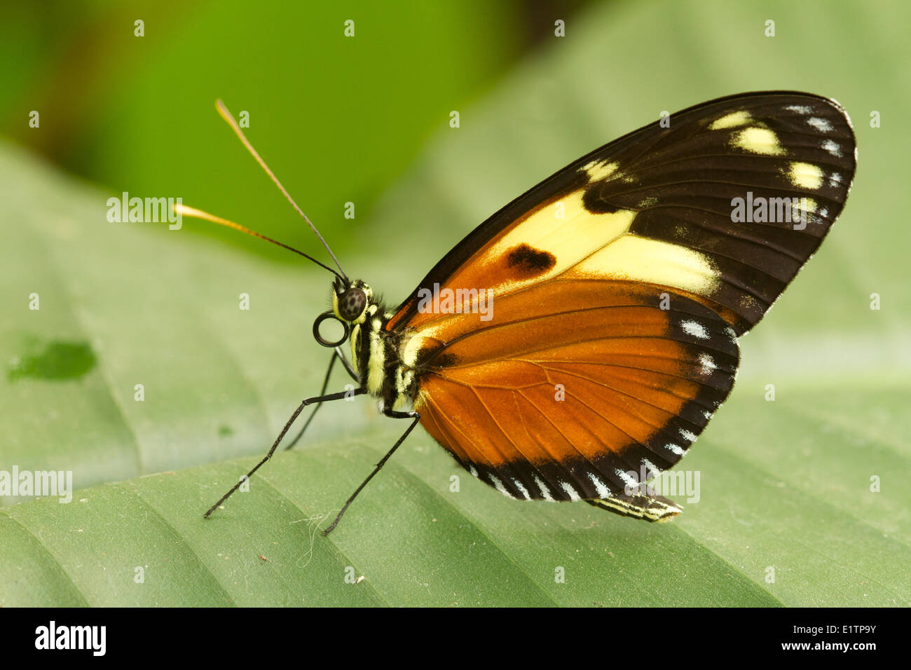 Tropical Butterfly, Uknown species, Mindo, Ecuador Stock Photo - Alamy