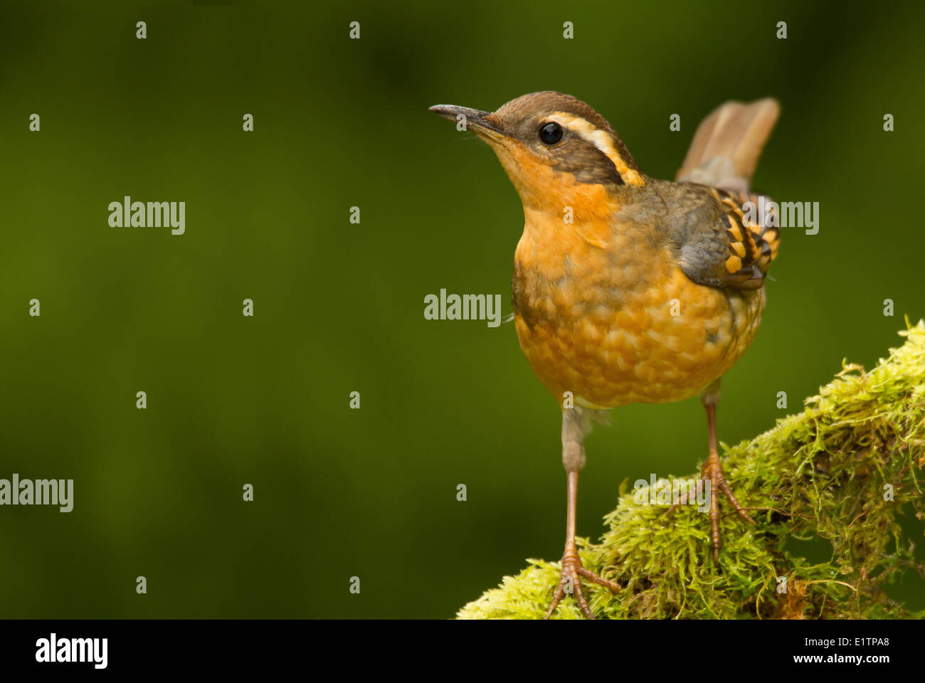 Ixoreus hi-res stock photography and images - Alamy