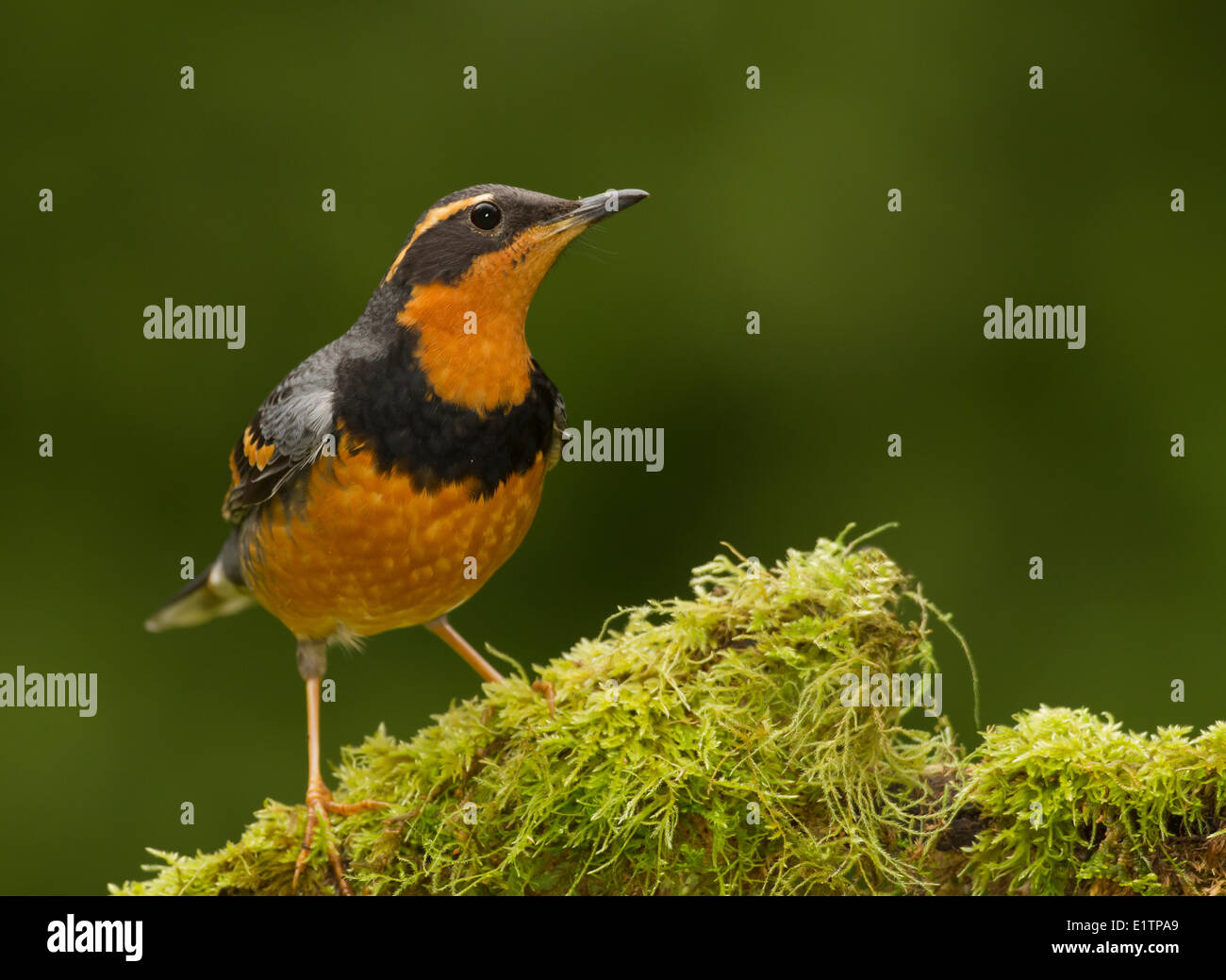 Varied thrush ixoreus naevius perched hi-res stock photography and ...