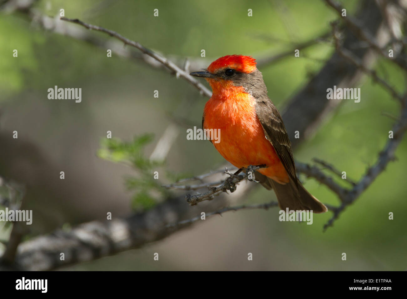 Vermillion Flycatcher, Pyrocephalus rubinus, Arizona, USA Stock Photo ...