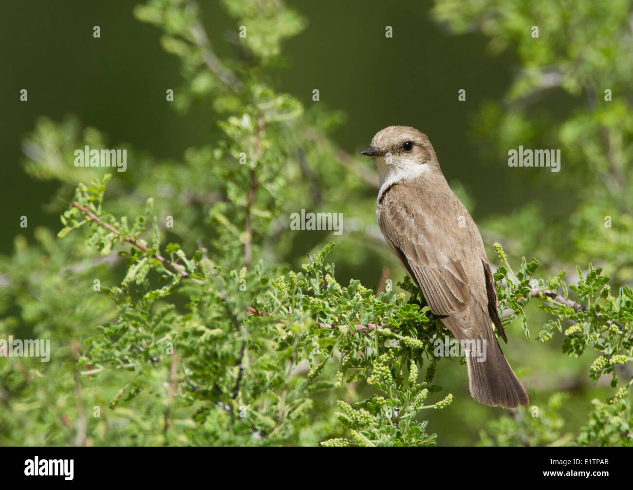 Vermillion Flycatcher, Pyrocephalus rubinus, Arizona, USA Stock Photo ...