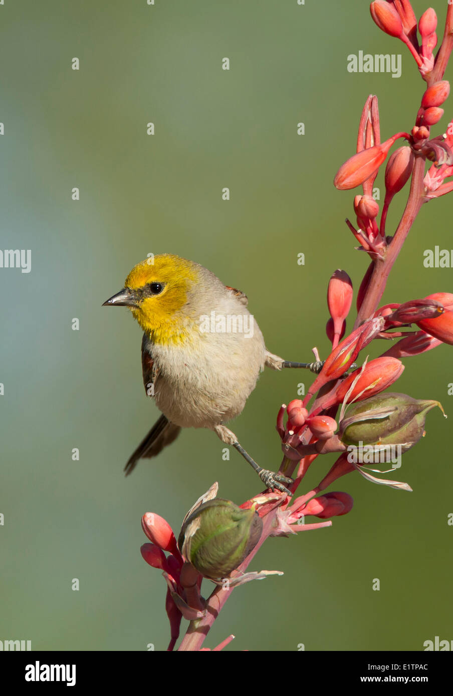 Arizona verdin hi-res stock photography and images - Alamy