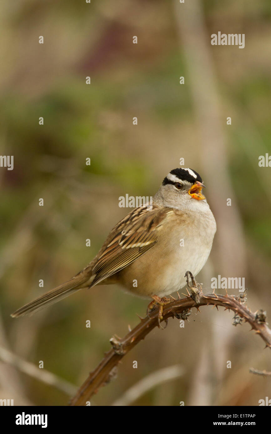 White-crowned Sparrow, Zonotrichia leucophrys, Victoria, BC, CanadaBC ...