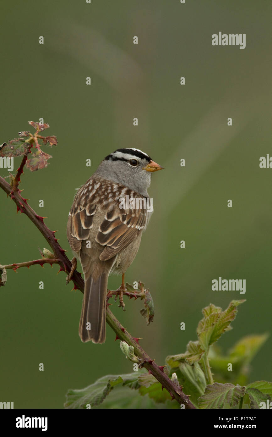 White-crowned Sparrow, Zonotrichia leucophrys, Victoria, BC, Canada ...