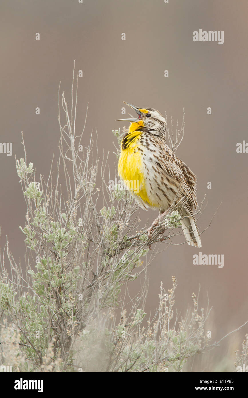 Western Meadowlark, Sturnella neglecta, Washington, USA Stock Photo - Alamy