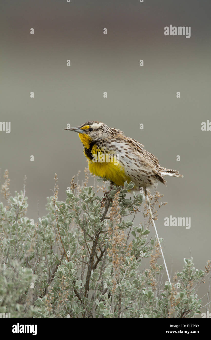 Western Meadowlark, Sturnella neglecta, Washington, USA Stock Photo - Alamy