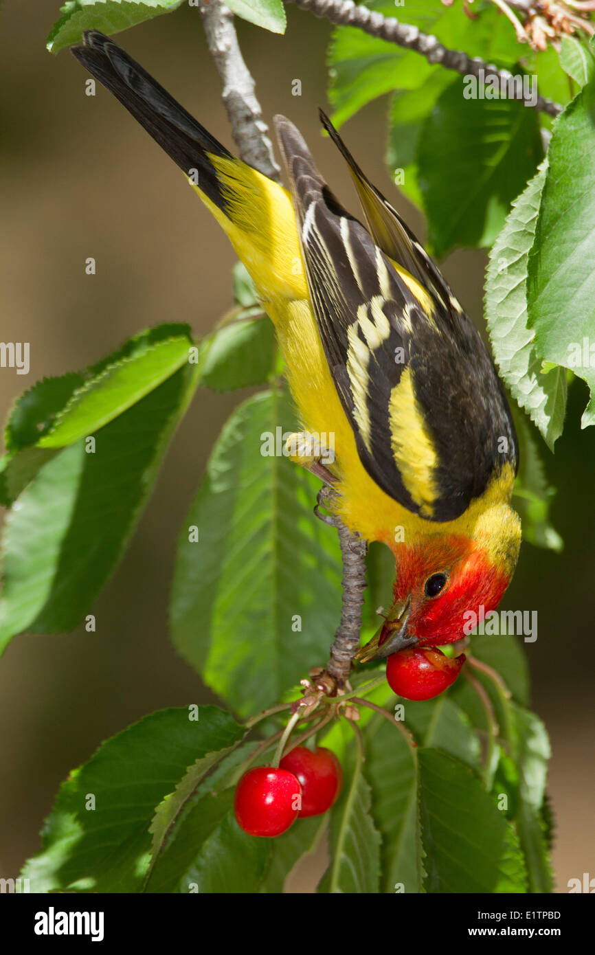 Western Tanager, Piranga ludoviciana, Arizona, USA Stock Photo - Alamy