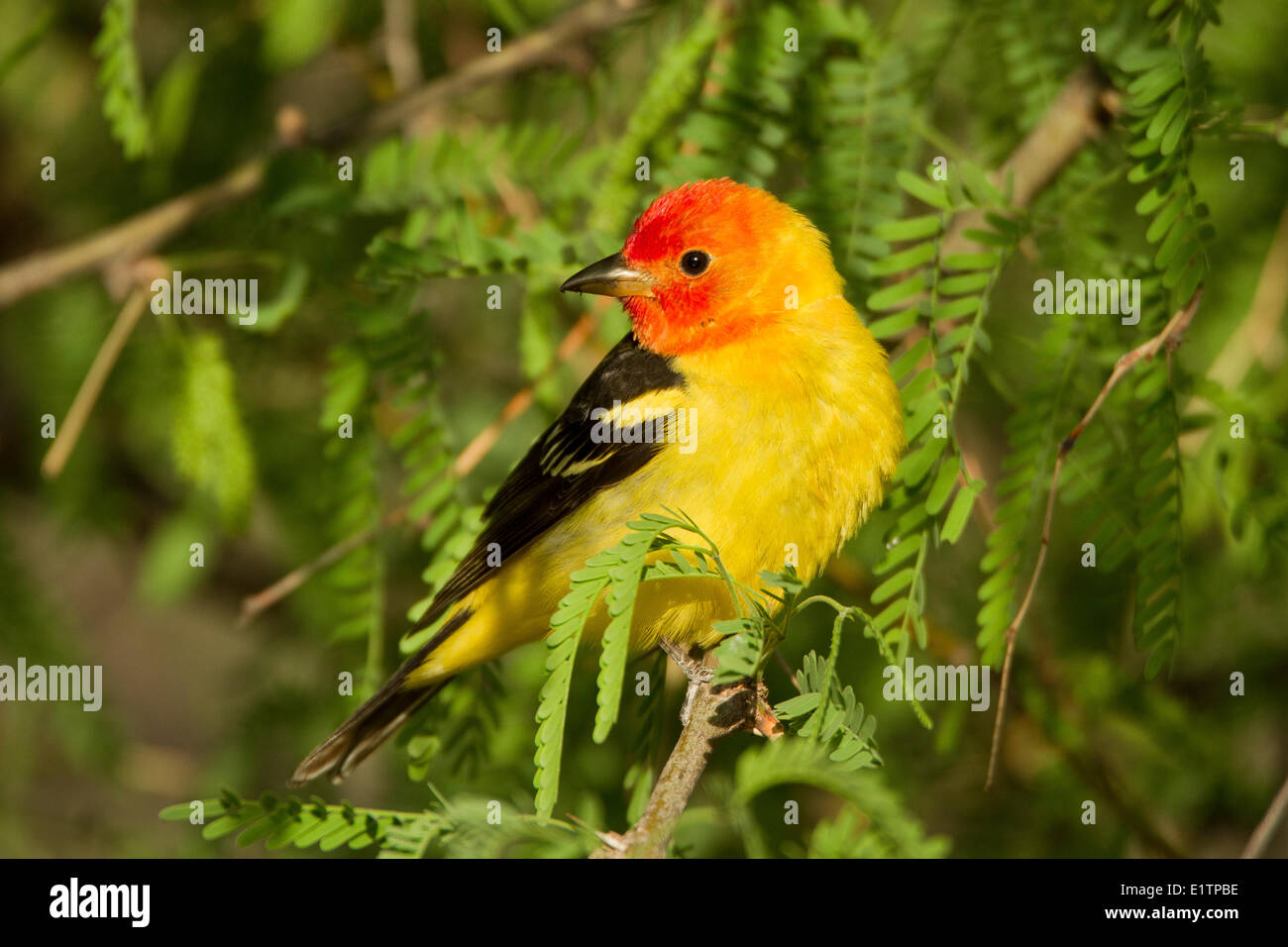 Western Tanager, Piranga ludoviciana, Arizona, USA Stock Photo - Alamy