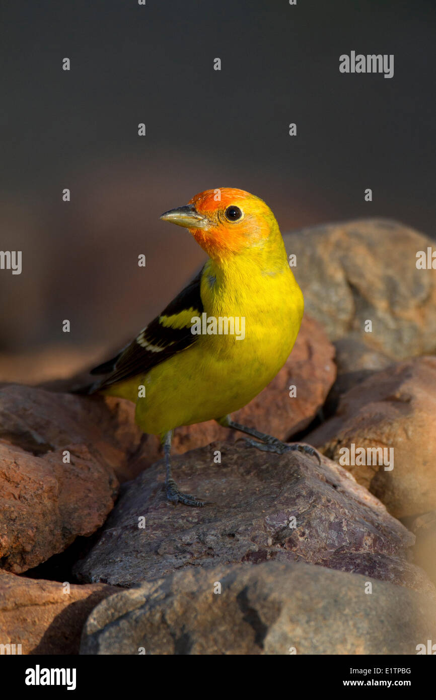 Western Tanager, Piranga ludoviciana, Arizona, USA Stock Photo - Alamy