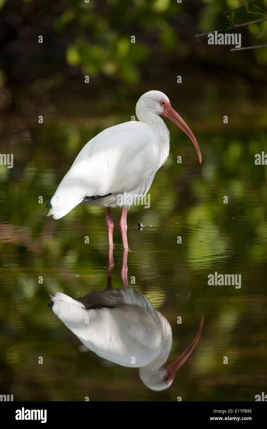 American White Ibis, Eudocimus albus, Everglades, Florida, USA Stock ...