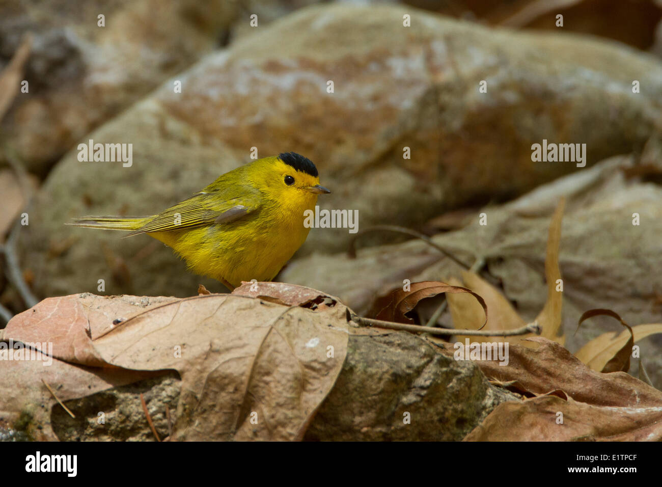 Wilson's Warbler, Wilsonia pusilla, Arizona, USA Stock Photo - Alamy