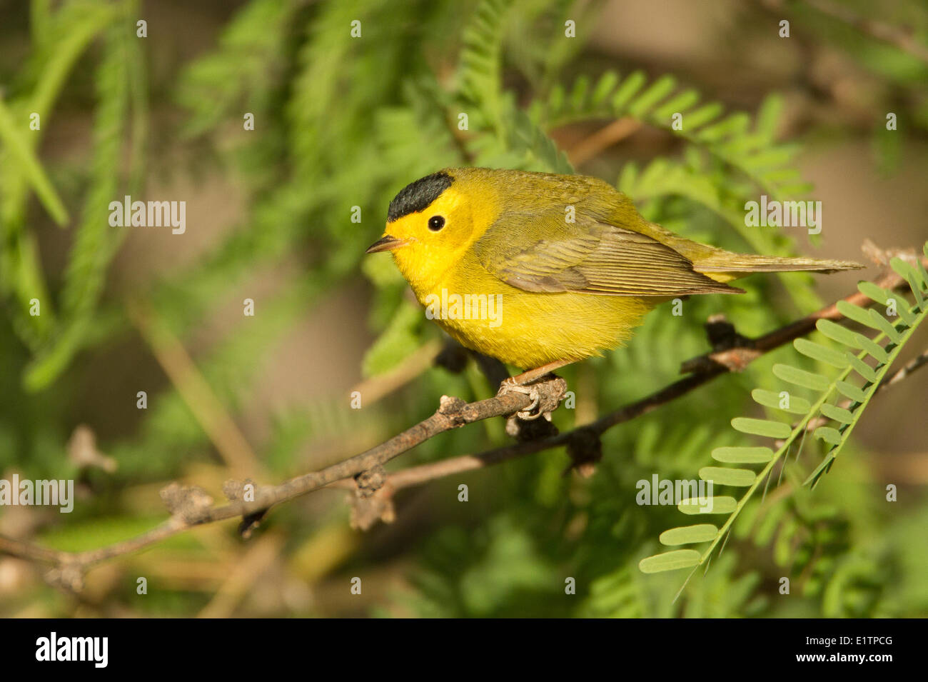 Wilson's Warbler, Wilsonia pusilla, Arizona, USA Stock Photo - Alamy