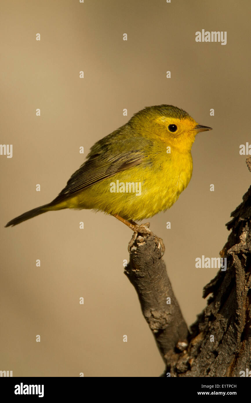 Wilson's Warbler, Wilsonia pusilla, Arizona, USA Stock Photo - Alamy