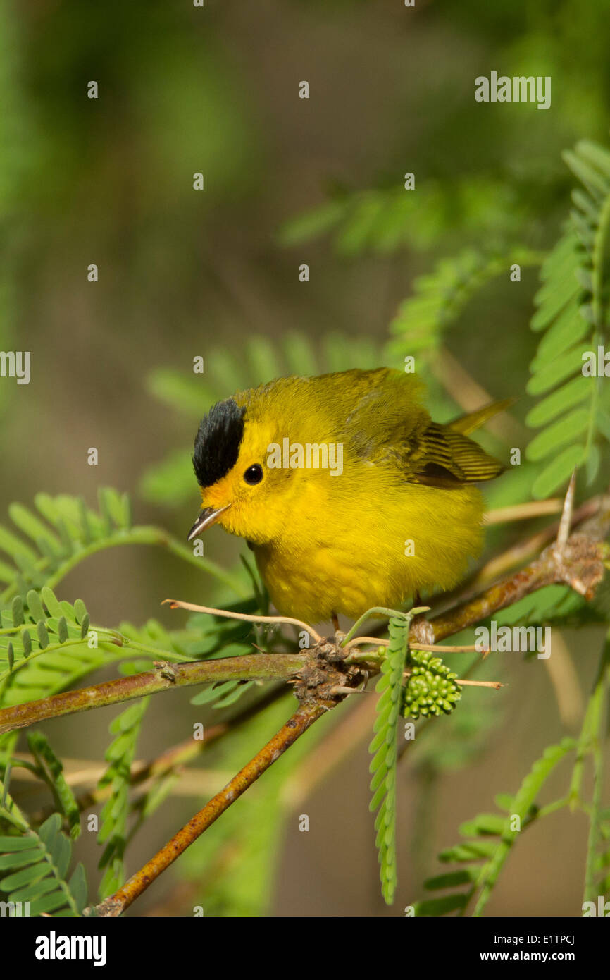 Wilson's Warbler, Wilsonia pusilla, Arizona, USA Stock Photo - Alamy