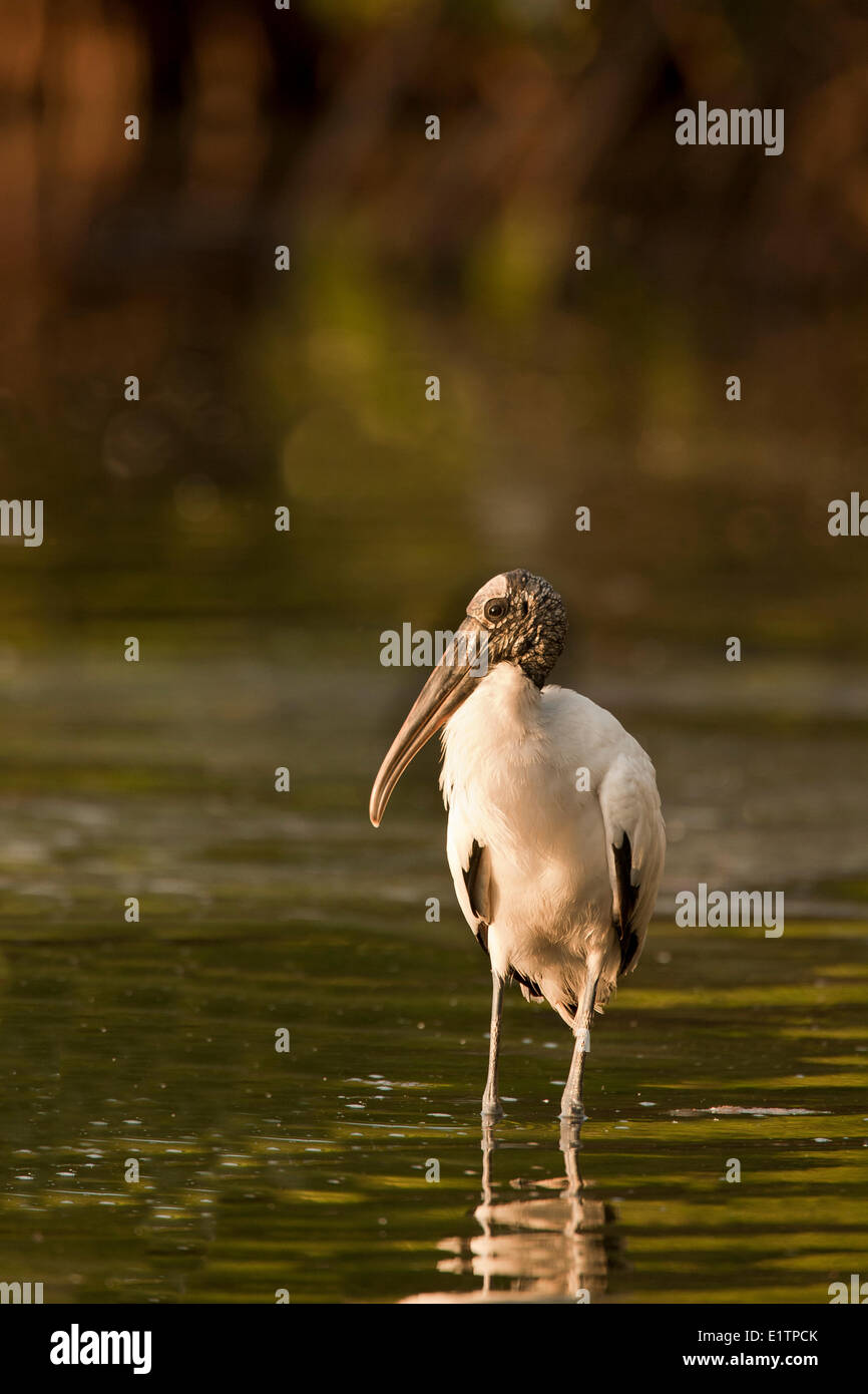 Florida wood stork hi-res stock photography and images - Alamy