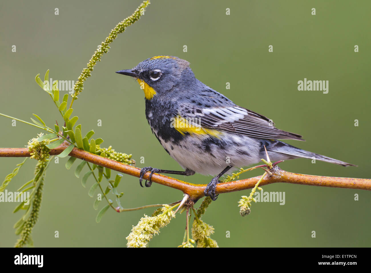 Yellow-rumped Warbler - Setophaga coronata (Audubon's) - Adult male ...