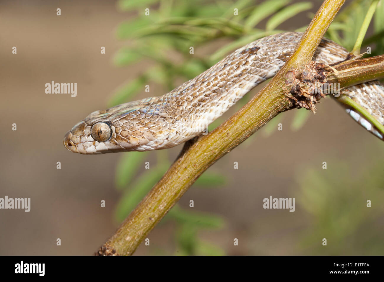 Western Lyre Snake, Trimorphodon biscutatus, Arizona, USA Stock Photo ...