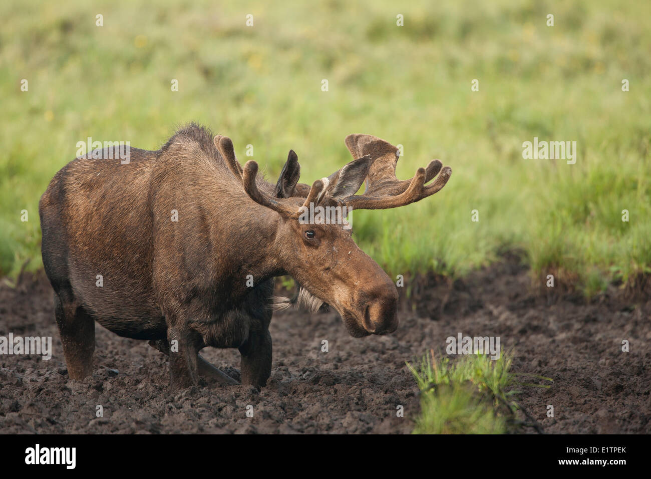 Moose, Alces alces, Rocky Mountains, Alberta, Canada Stock Photo - Alamy