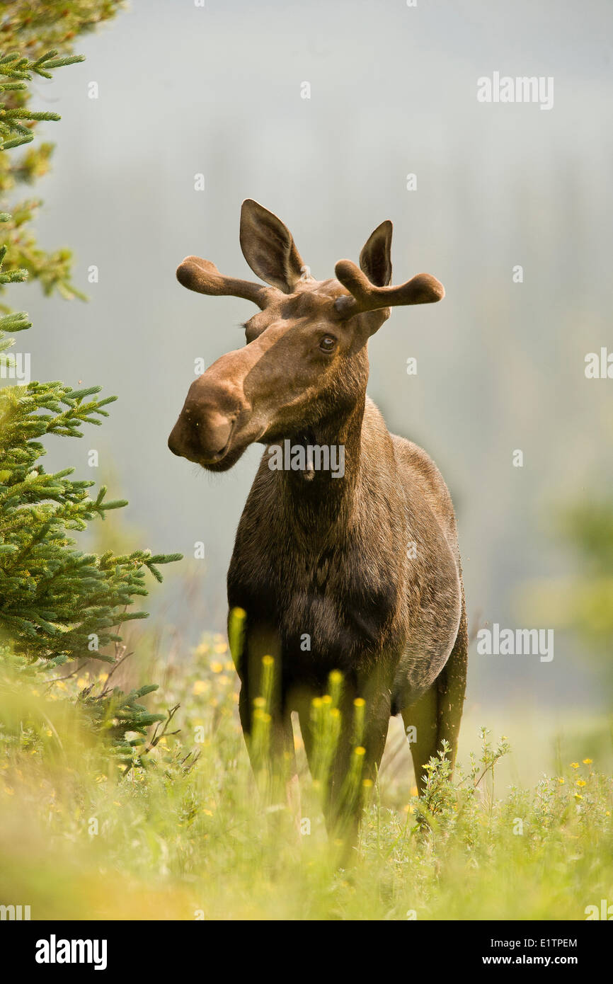 Moose, Alces alces, Rocky Mountains, Alberta, Canada Stock Photo - Alamy