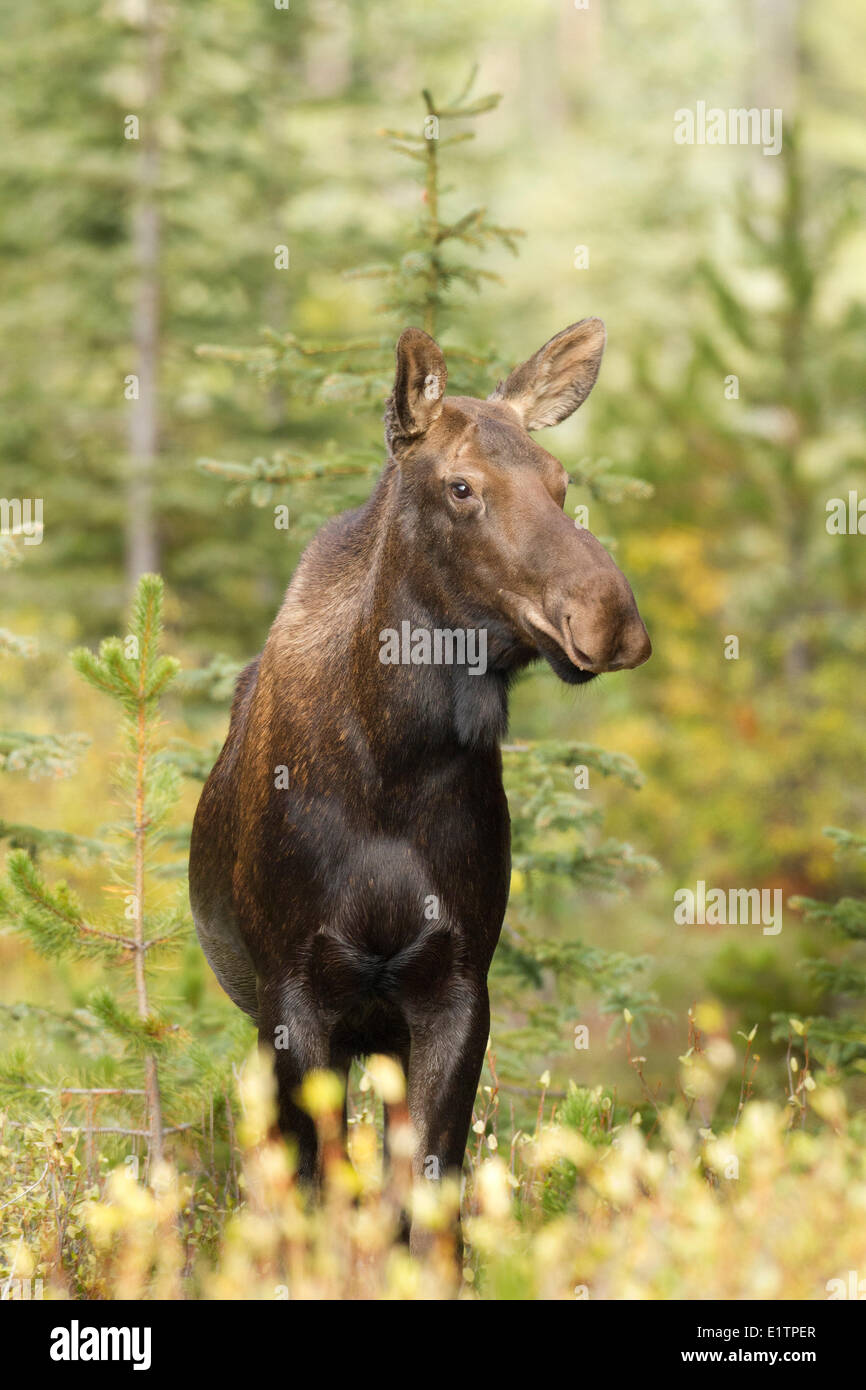 Mountains of canada hi-res stock photography and images - Alamy