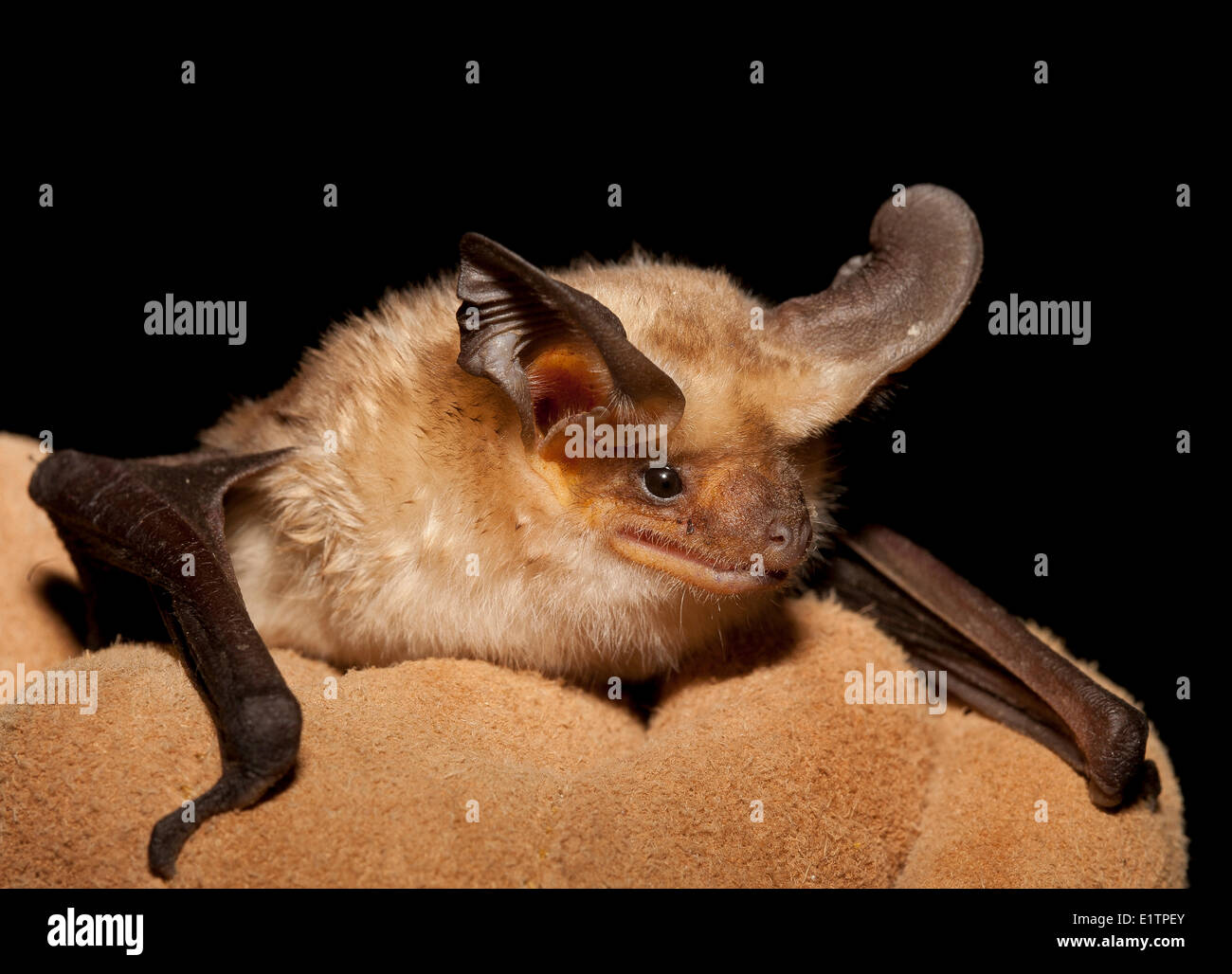 Pallid Bat, Antrozous pallidus, Okanagan, BC, Canada Stock Photo - Alamy