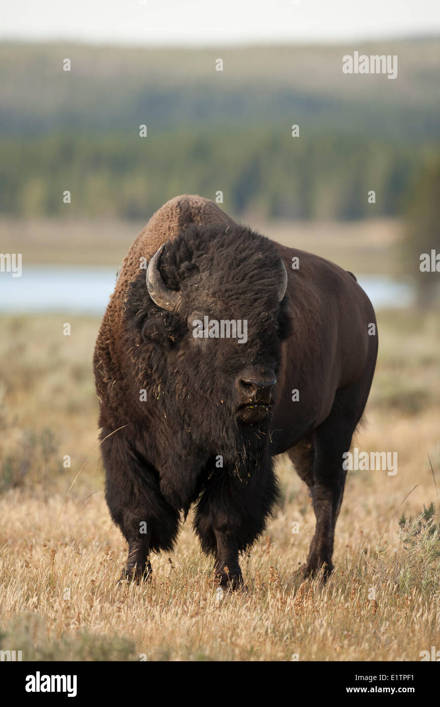 Bison yellowstone national park hi-res stock photography and images - Alamy
