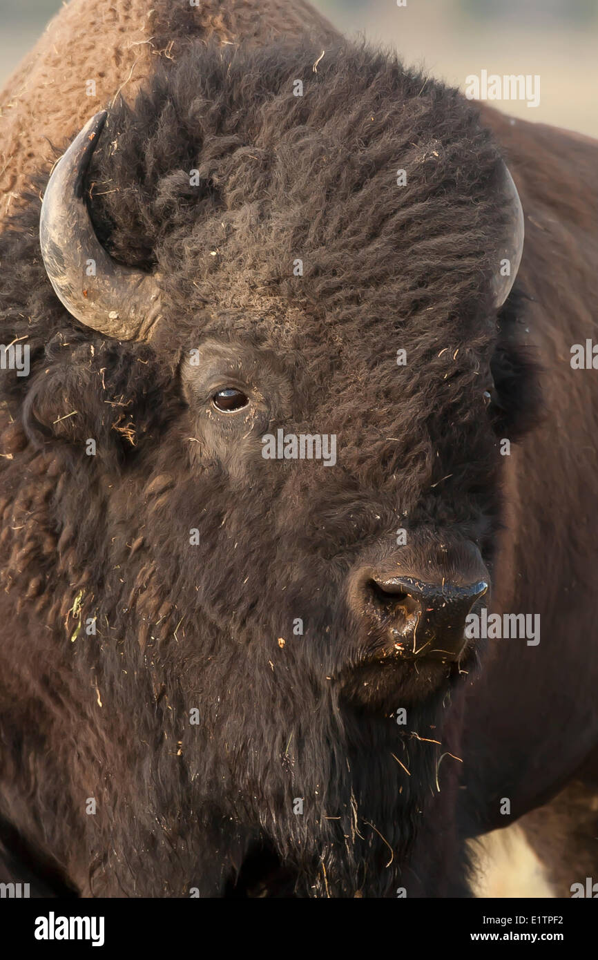 Bison yellowstone close up hi-res stock photography and images - Alamy