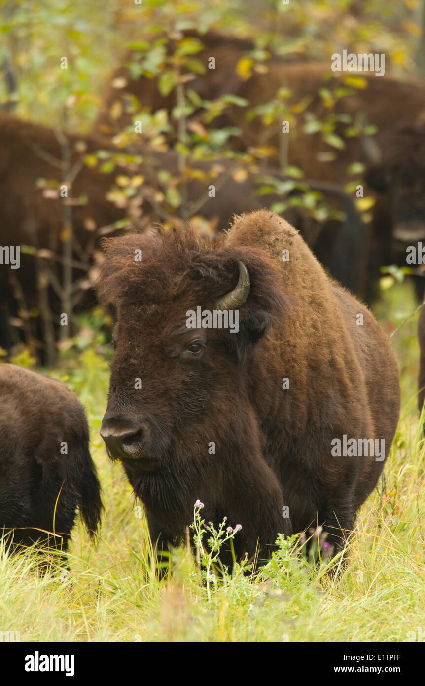 Wood bison bison bison athabascae hi-res stock photography and images ...