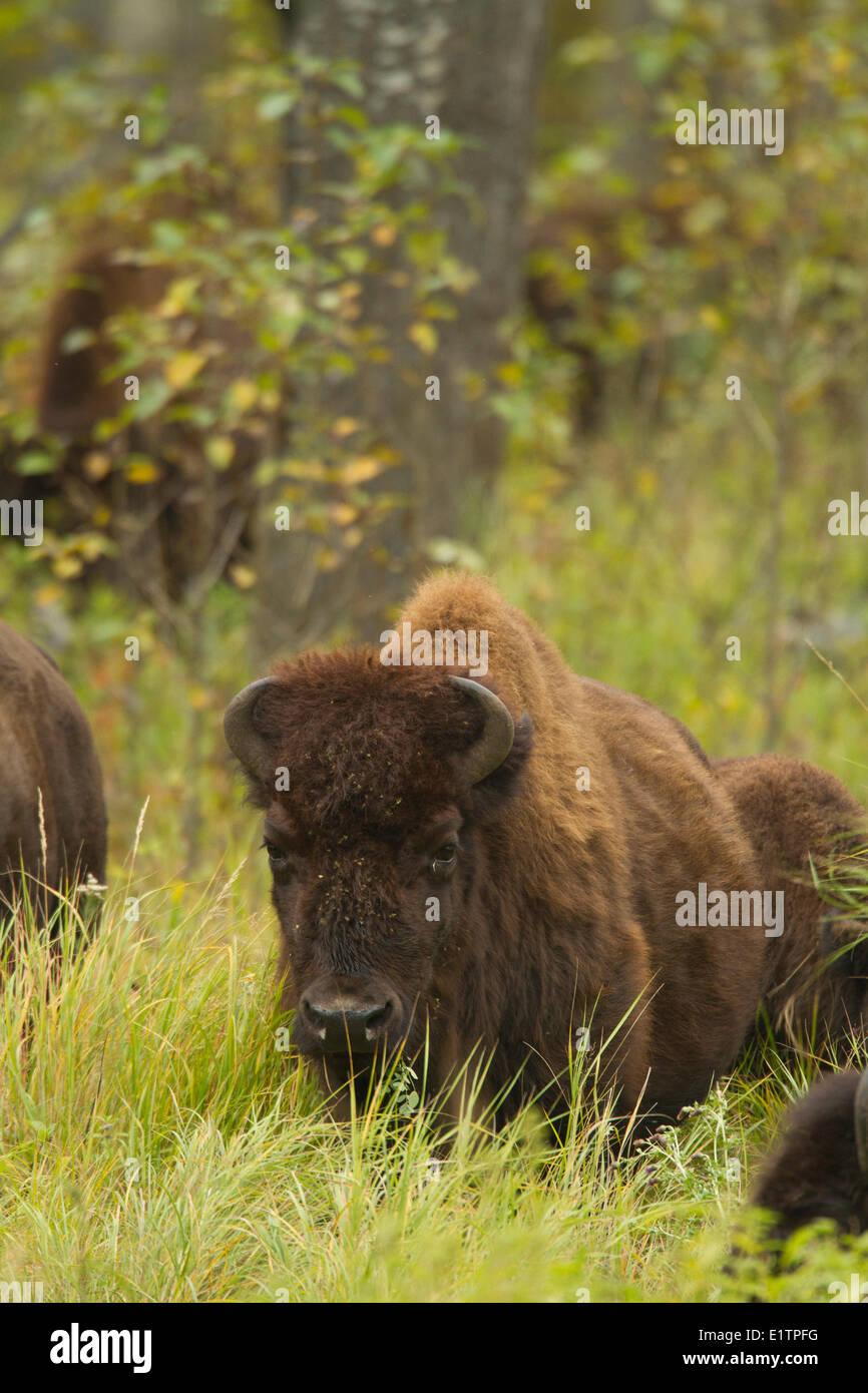 Wood Bison, Bison bison athabascae, Elk Island National Park, Alberta ...