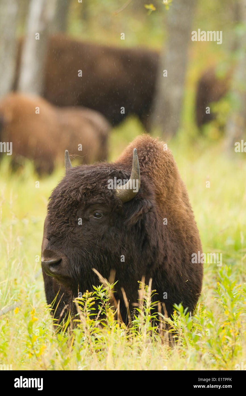 Wood Bison, Bison bison athabascae, Elk Island National Park, Alberta ...