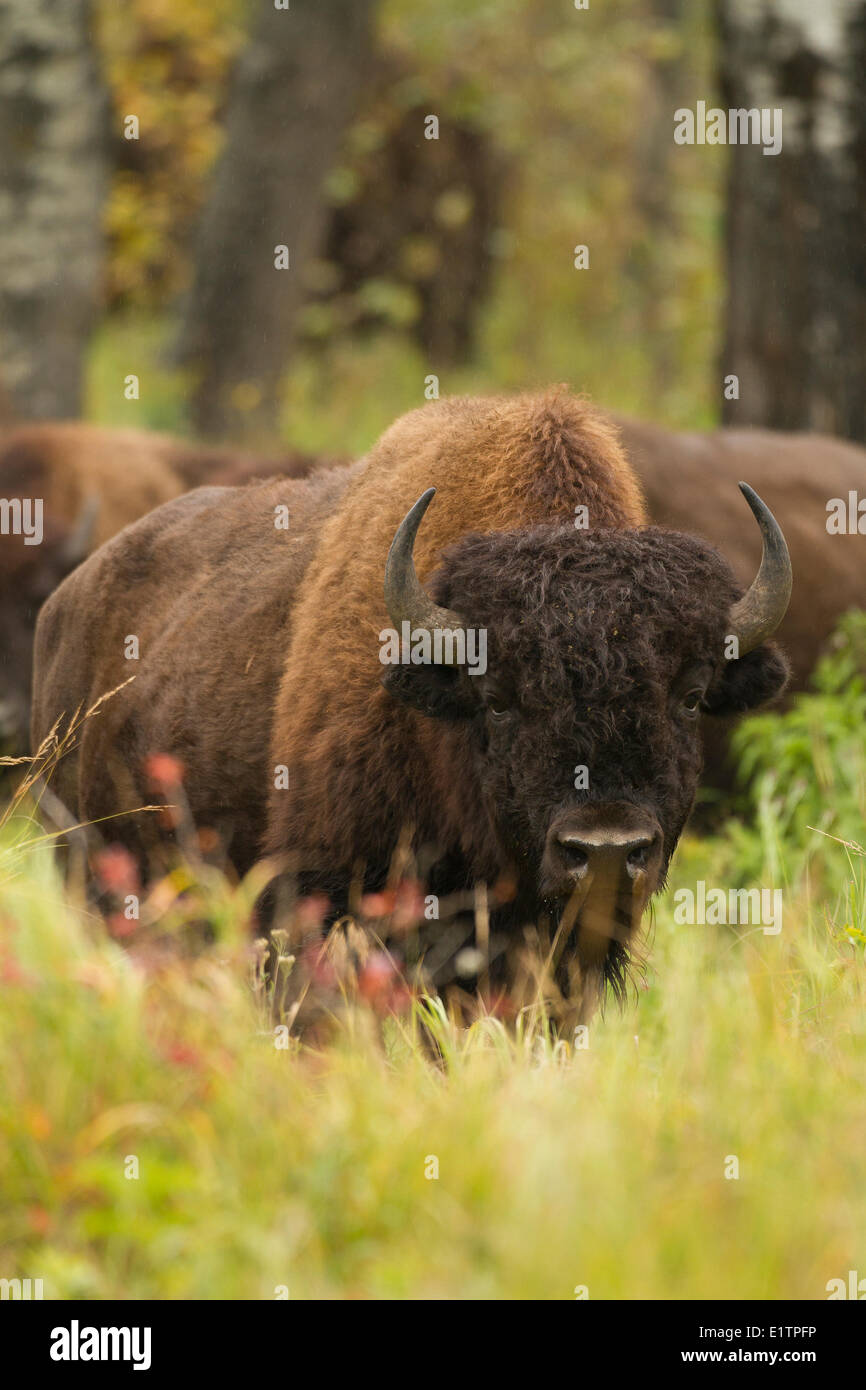 Wood Bison, Bison bison athabascae, Elk Island National Park, Alberta ...