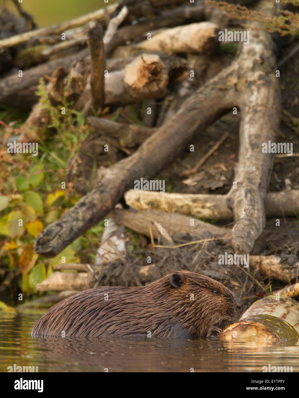 Beaver, Castor canadensis, Alberta, Canada Stock Photo - Alamy