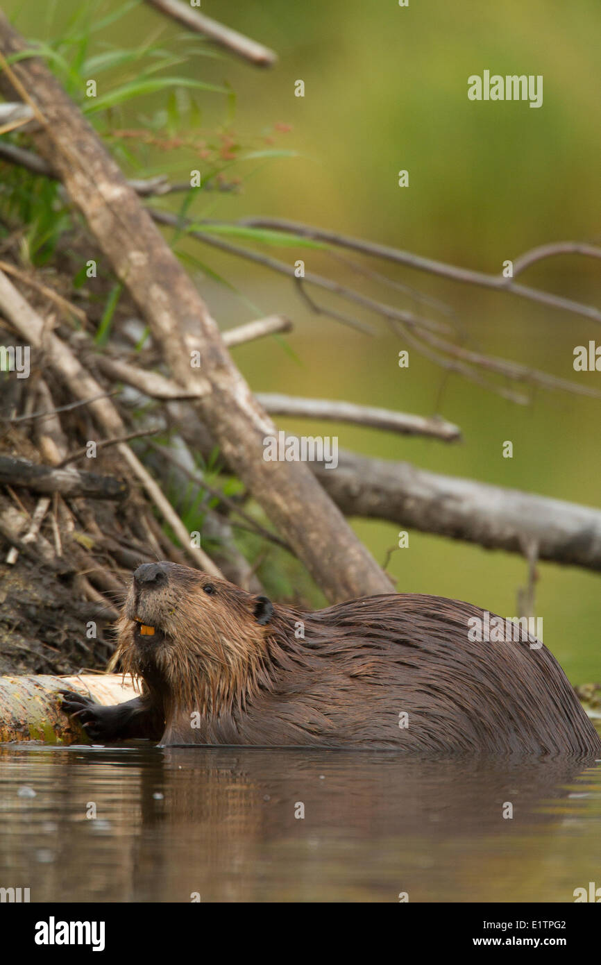 Beaver, Castor canadensis, Alberta, Canada Stock Photo - Alamy