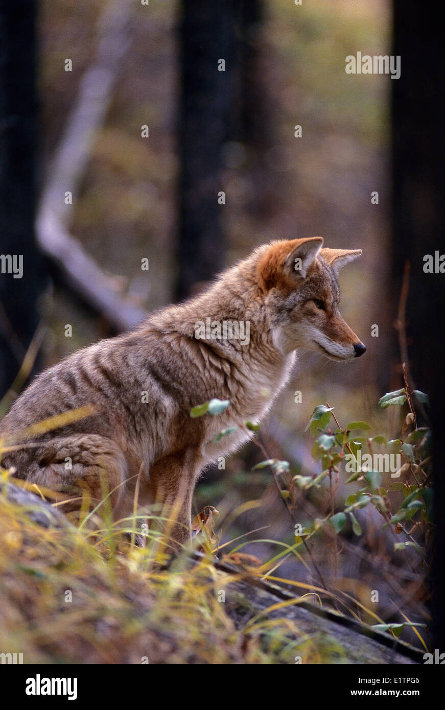 Canada coyote hi-res stock photography and images - Alamy